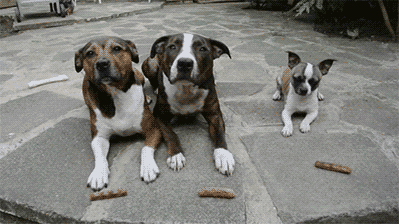 Animals Causing Trouble GIFs | PS Tech