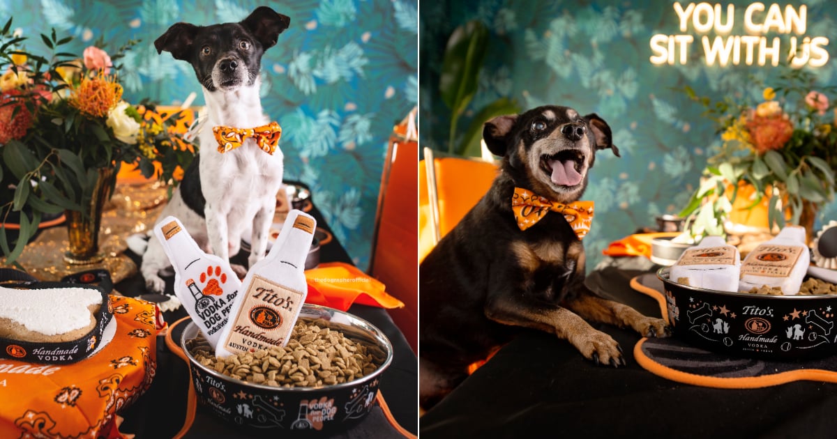 Photos of Dogs at a Fancy Dinner Party to Promote Adoption | PS Pets