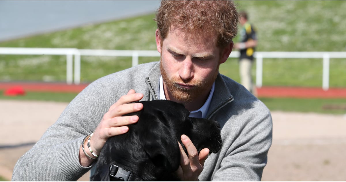 Prince Harry With Dogs Pictures | POPSUGAR Celebrity