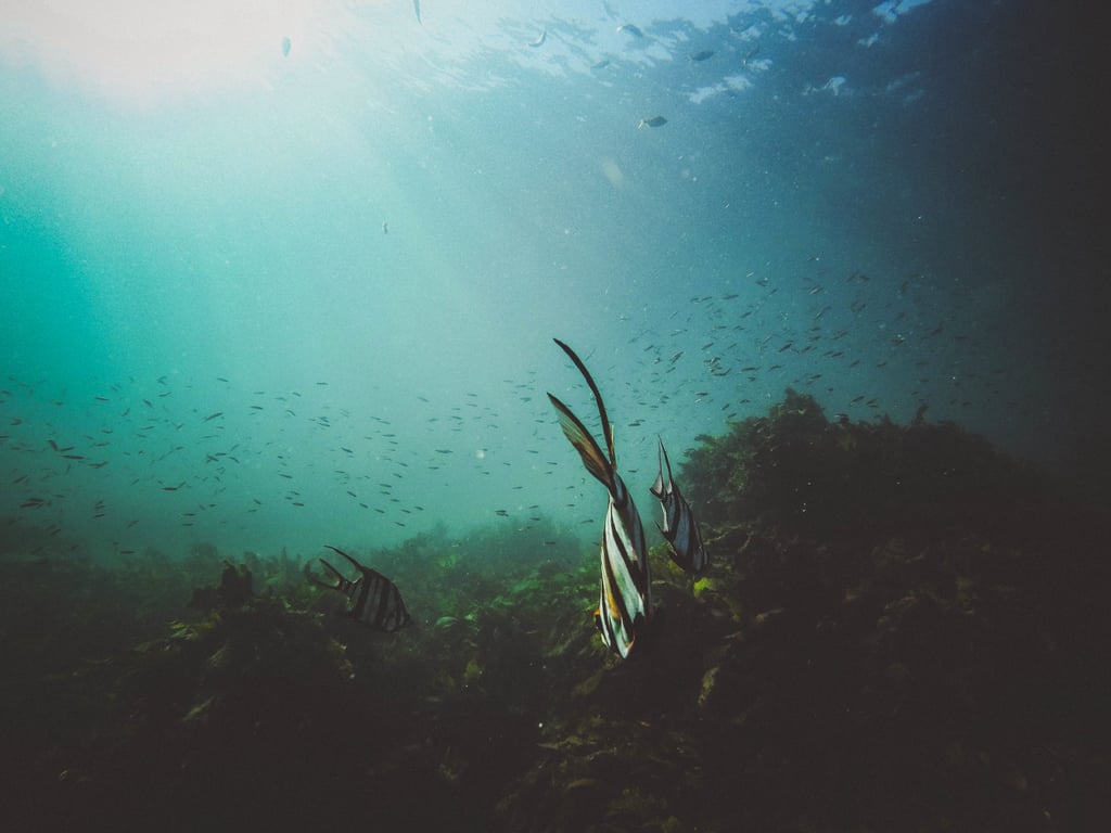 We Have Only Explored Less Than 5 Percent Of The Ocean Weird Facts