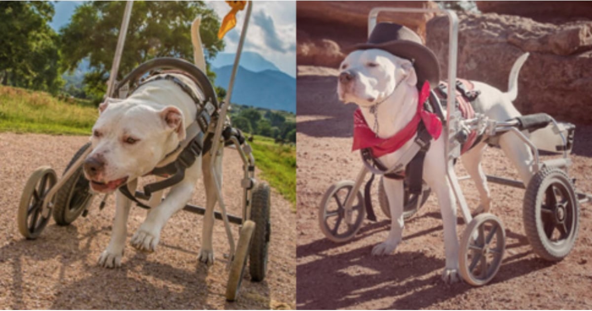 Disabled Dog Gets to Enjoy Adventures With Owner | POPSUGAR Pets