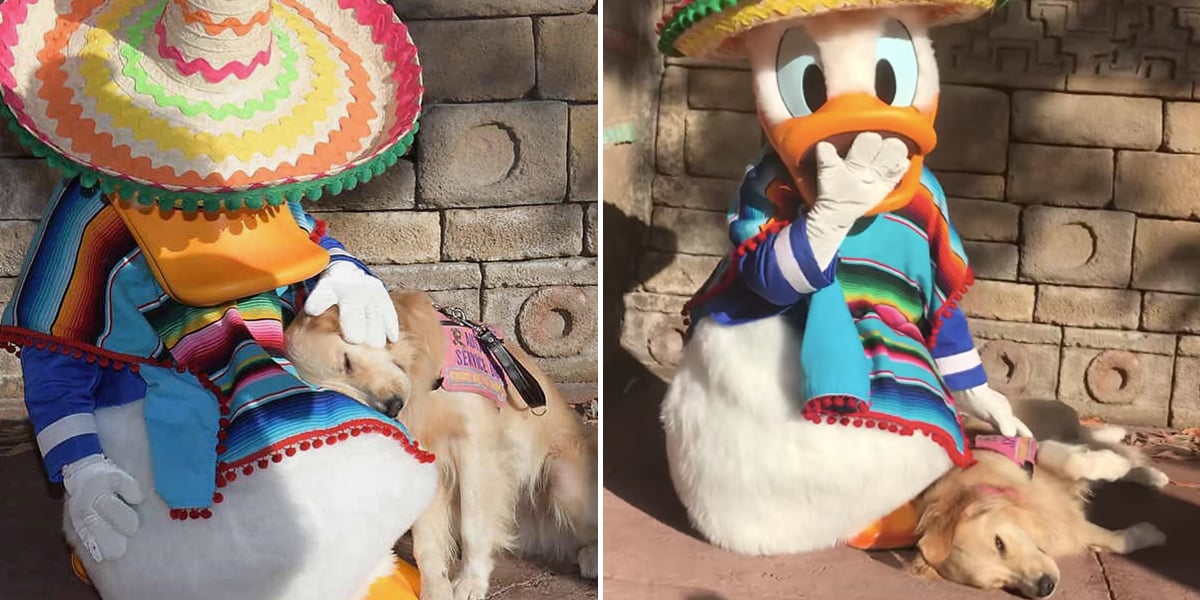 Watch This Service Dog Cuddle Donald Duck in a Cute Video | POPSUGAR Pets
