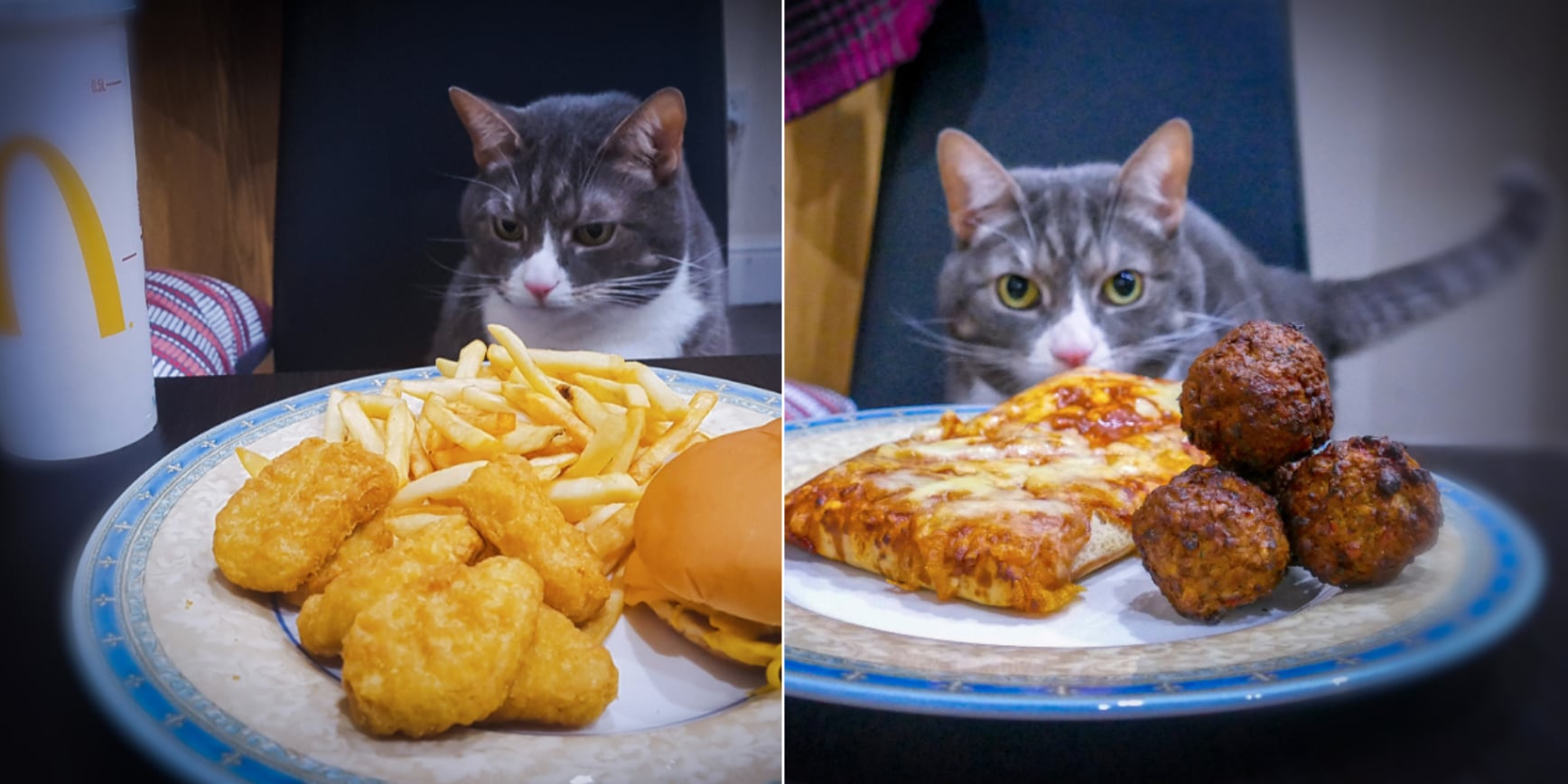 Photos of Man Eating Meals With His Cat | POPSUGAR Pets
