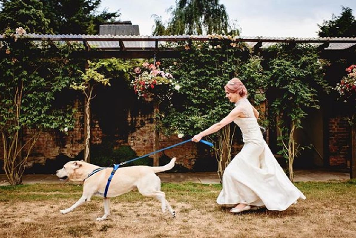 Dogs Photobombing Weddings | PS Family