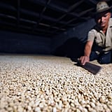 How Coffee is Made | POPSUGAR Food
