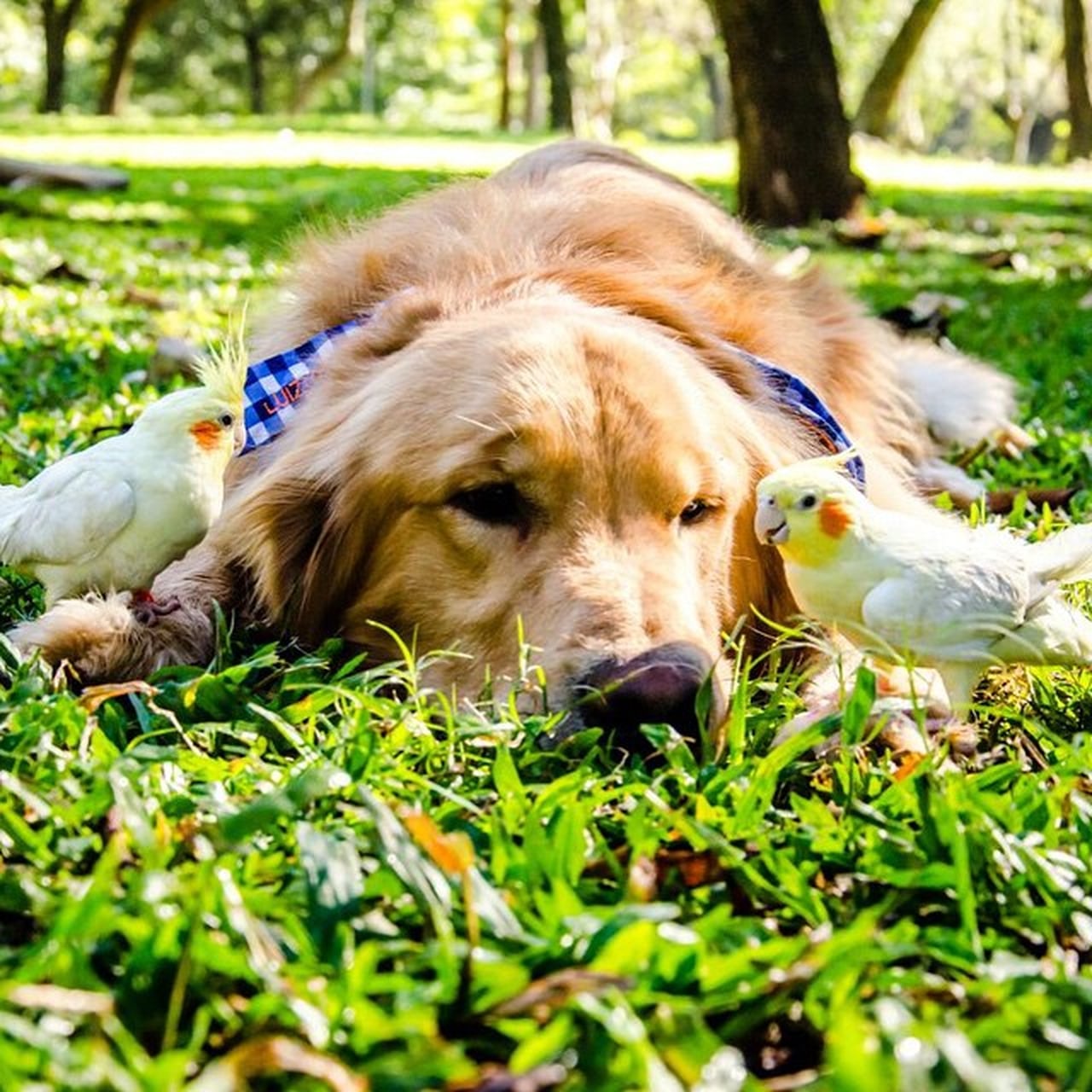 Dog Is Friends With Birds and Hamster | PS Pets