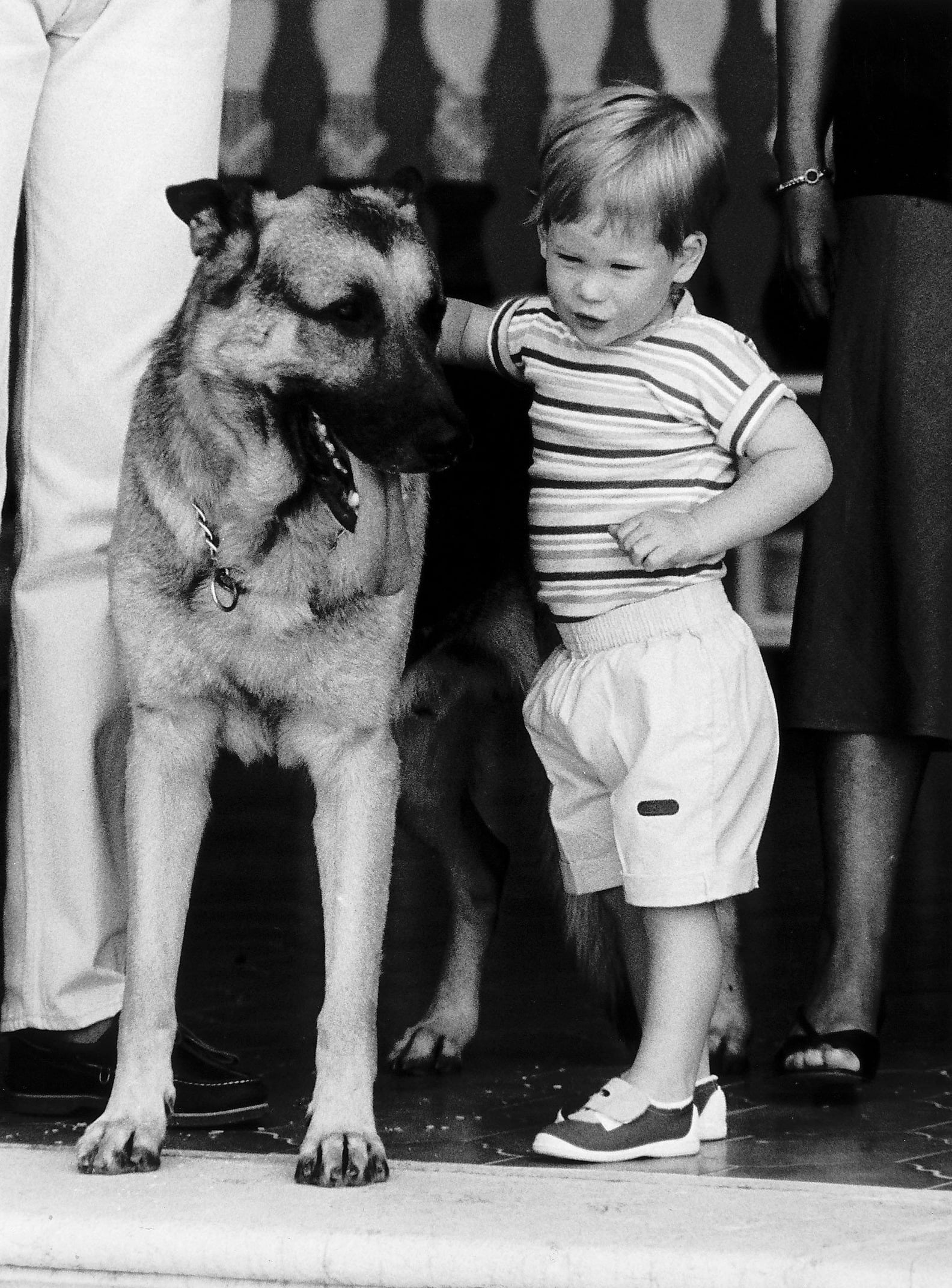 Prince Harry With Dogs Pictures | PS Celebrity