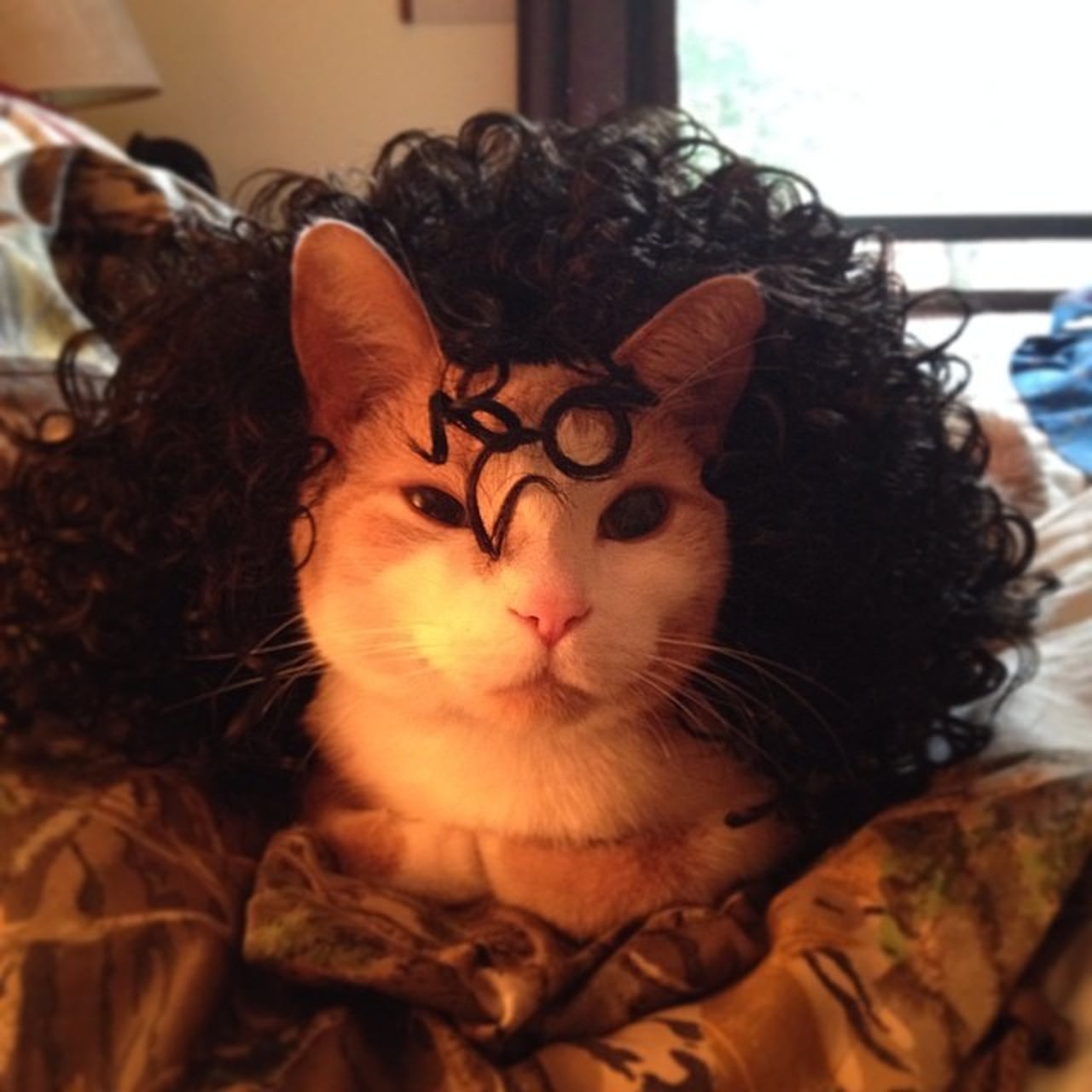 Cats Wearing Wigs | PS Pets
