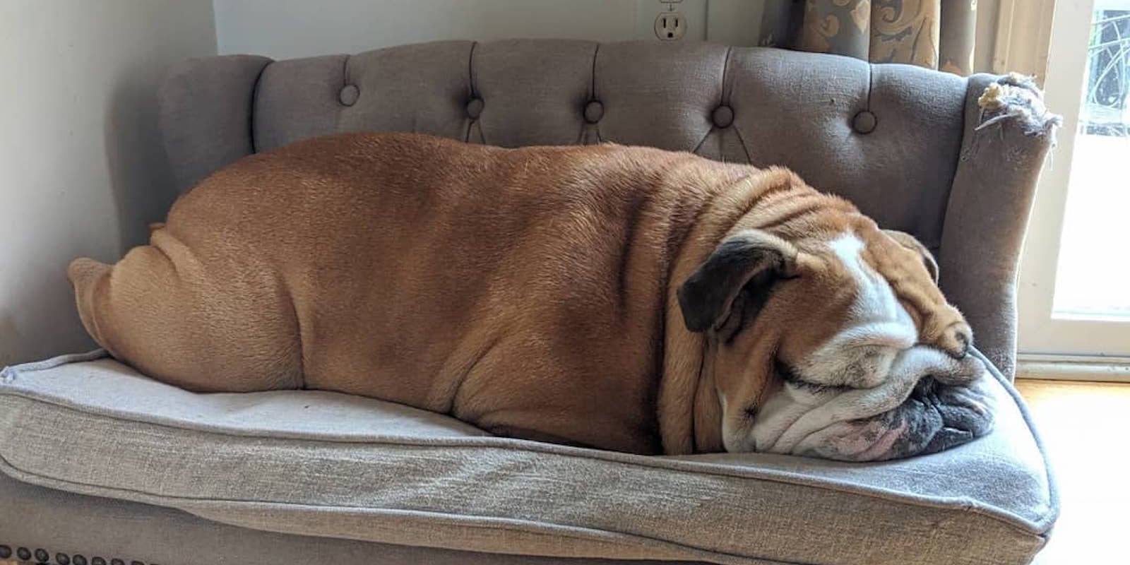Sleepy English Bulldog
