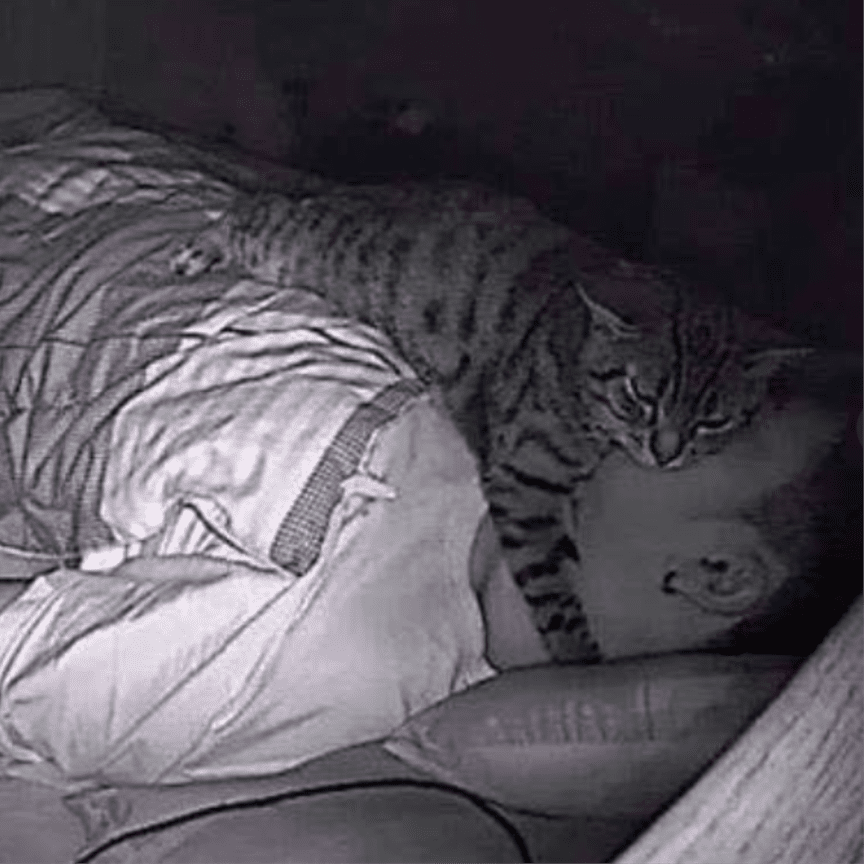 Photos of Cat Sitting on Owner's Chest | PS Pets