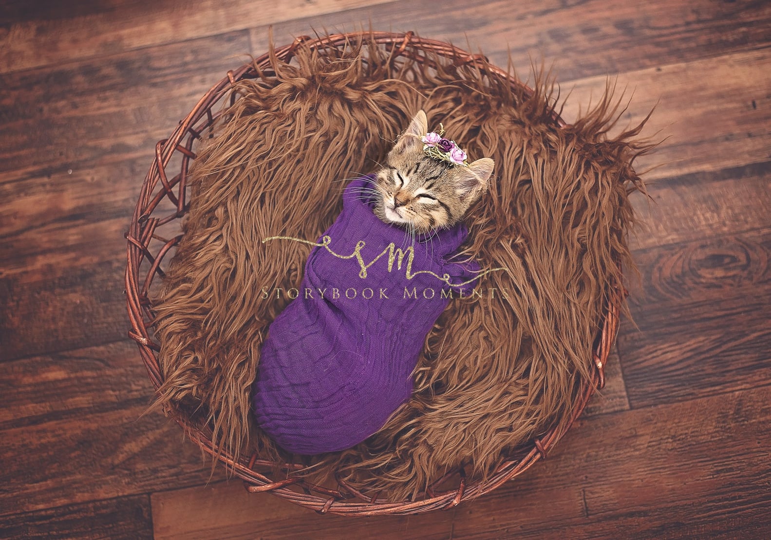 Kitten Photo Shoot | PS Pets
