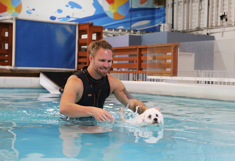 Pictures of Dogs Swimming | Finding Fido | POPSUGAR Pets