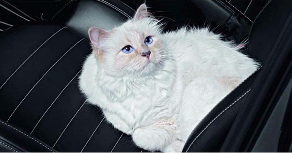 Choupette the Cat's Beauty Secrets | POPSUGAR Beauty