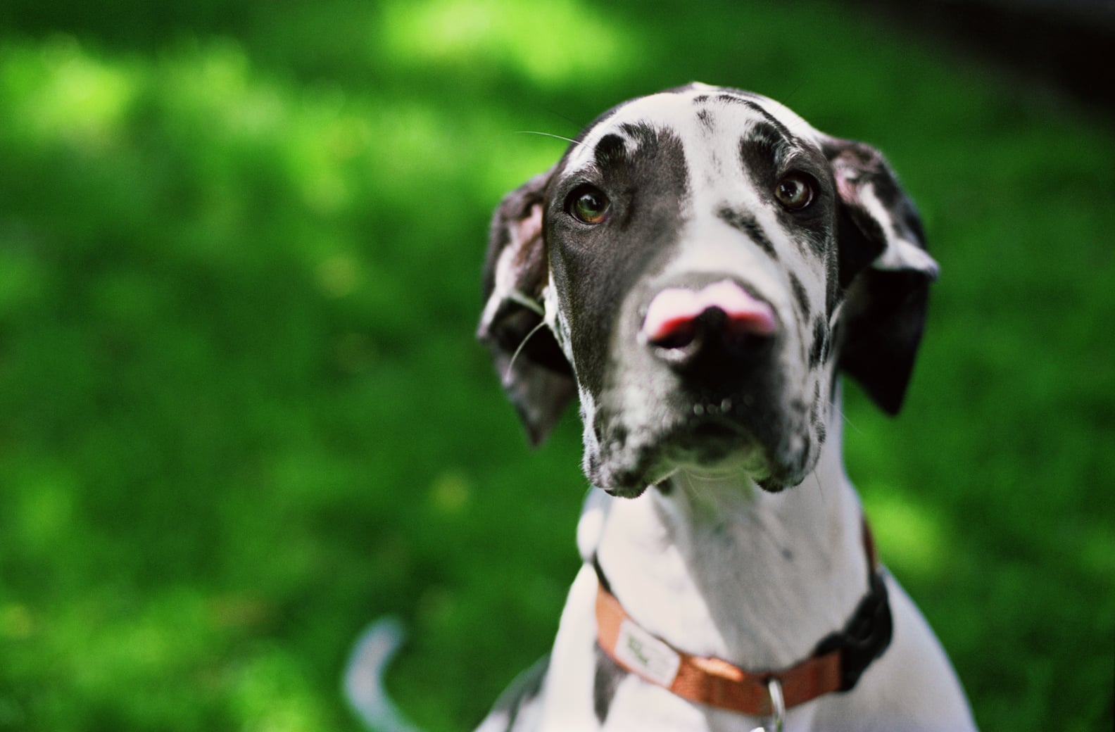 Cute Pictures of Great Danes | PS Pets