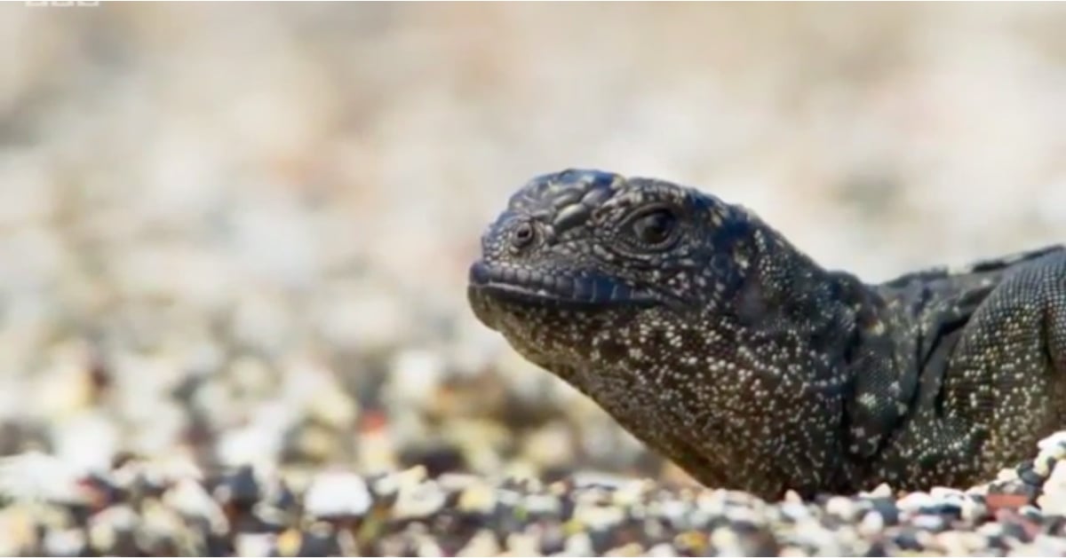 Iguana Running From Snakes on Planet Earth II | POPSUGAR Tech