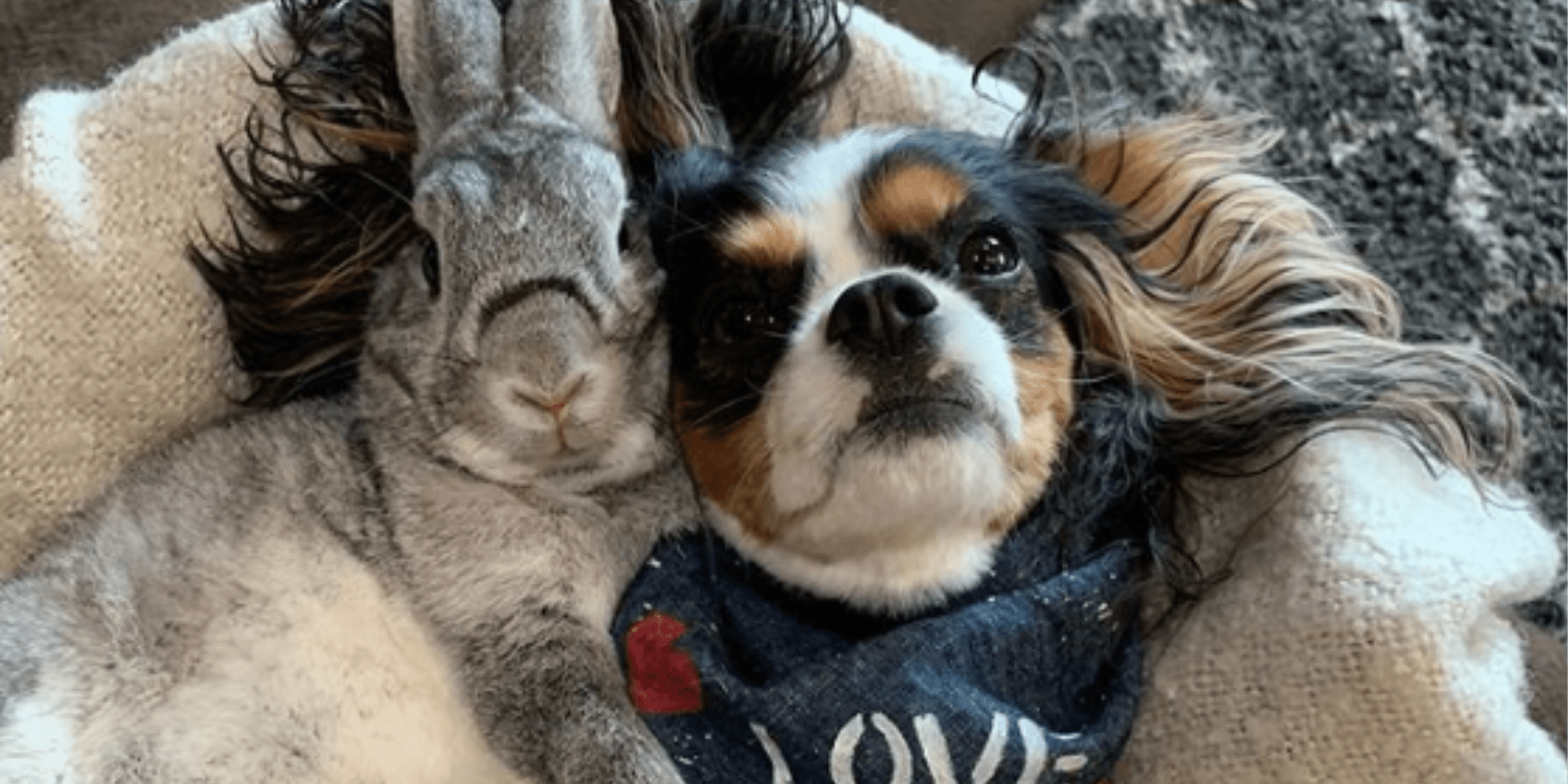Photos and Videos of Dog and Bunny | PS Pets