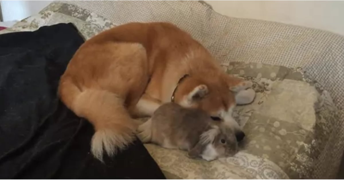 Dog and Bunny Friends | GIF | POPSUGAR Pets