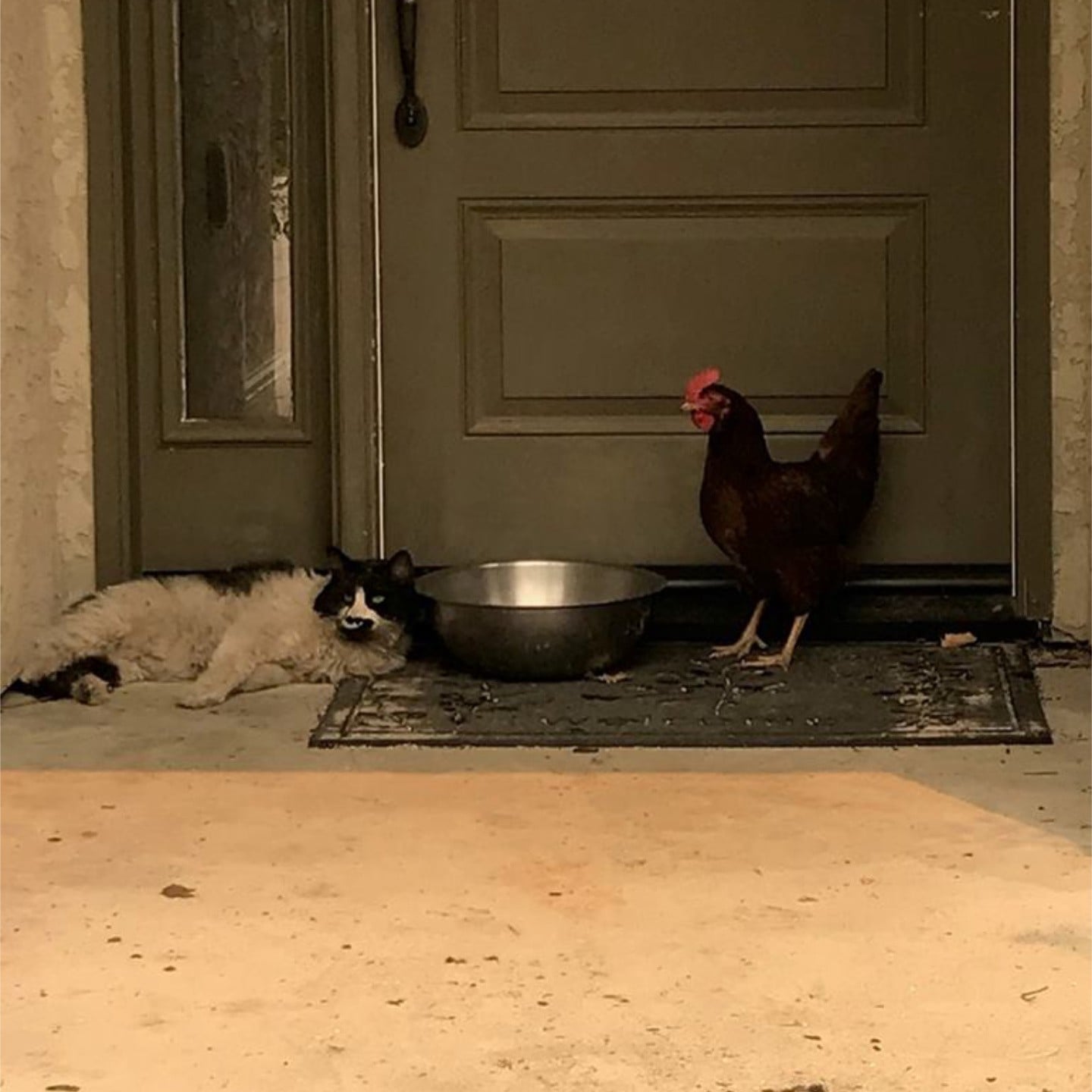Cat and Chicken Huddle Together After Wildfire | PS Family