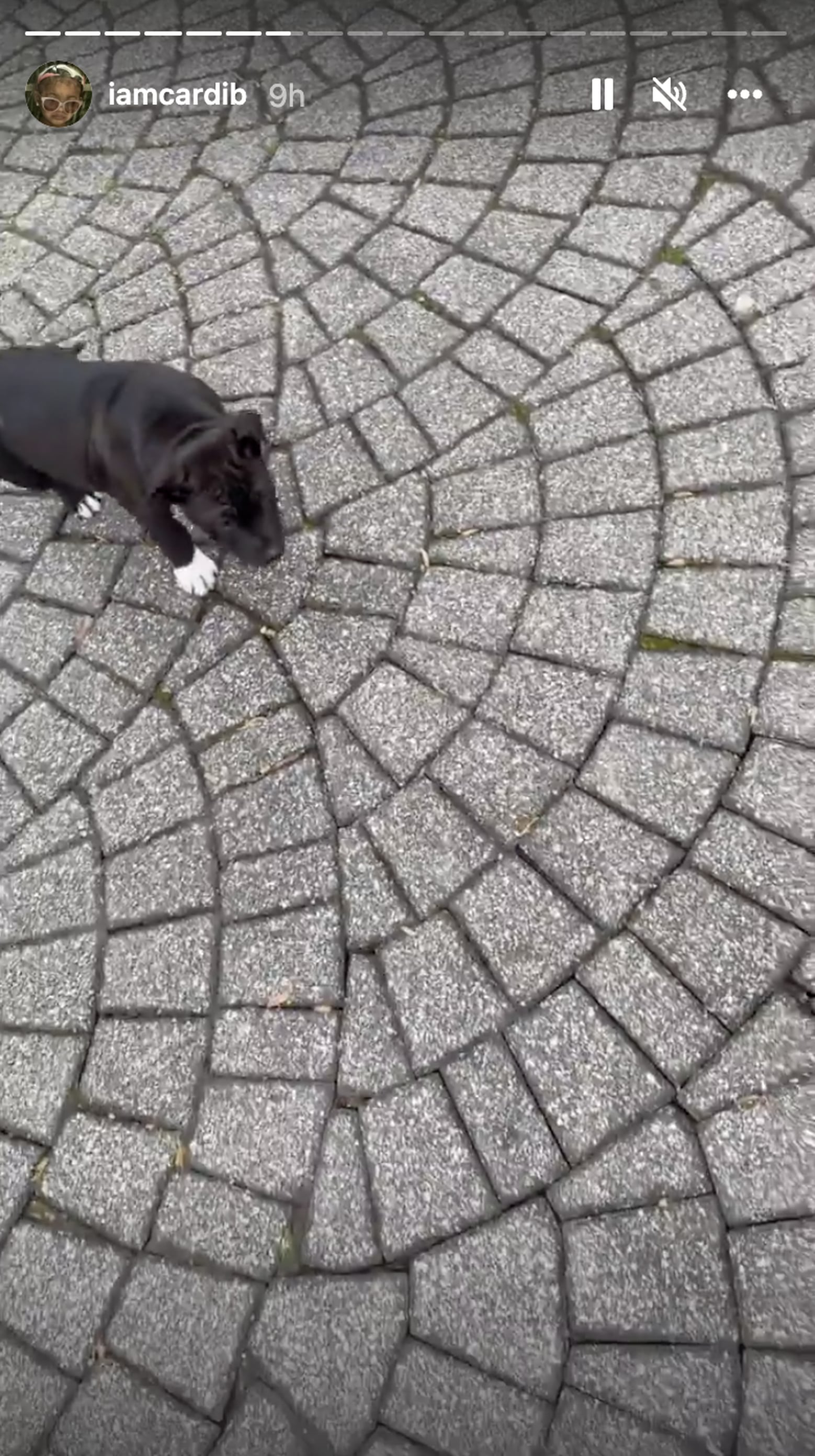 Cardi B and Offset Welcome Their New Pitbull Puppy | PS Celebrity