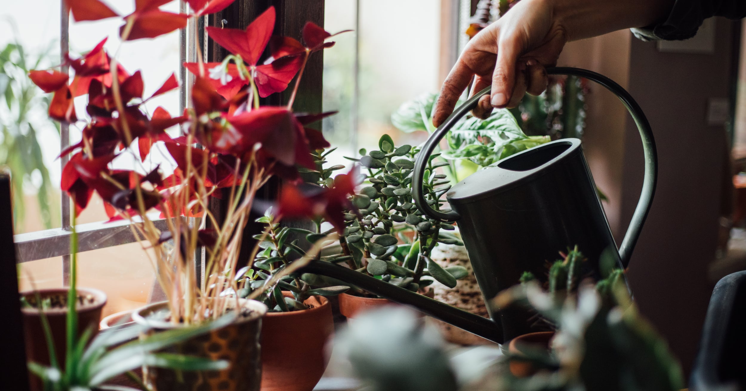 The Stress-Relieving Benefits of Having Plants in Your Home | PS Fitness