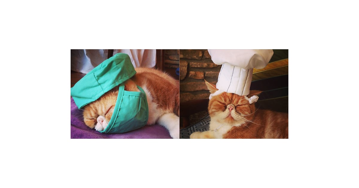 Meet Colonel Handsome Mustard the Cat | POPSUGAR Pets