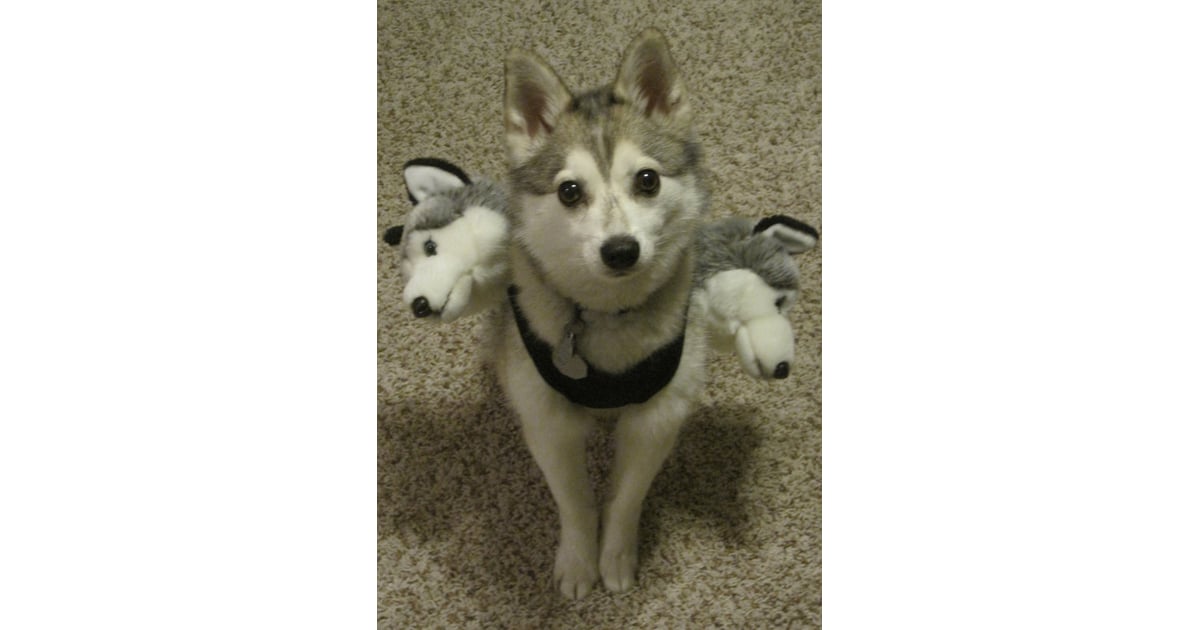 Cerberus Dog Costume | DIY Pet Costume Ideas | POPSUGAR Smart Living ...