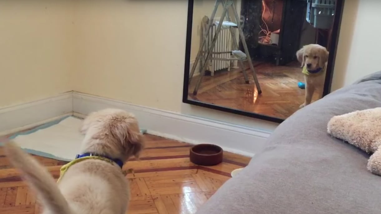 Puppy Sees Reflection in Mirror | Video | PS Pets