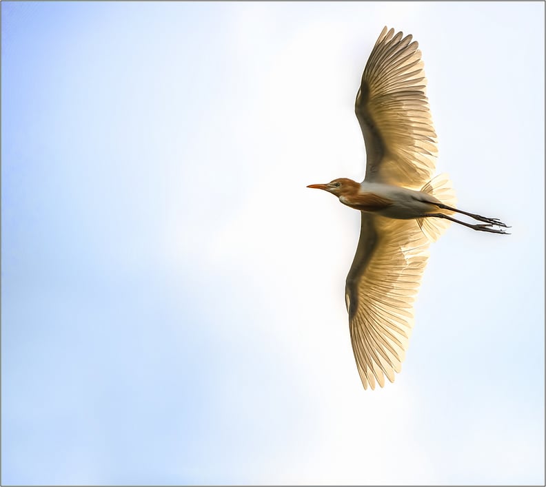 Beautiful Bird In Flight