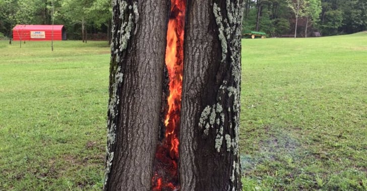 Lightning Strike Tree Photo | POPSUGAR News