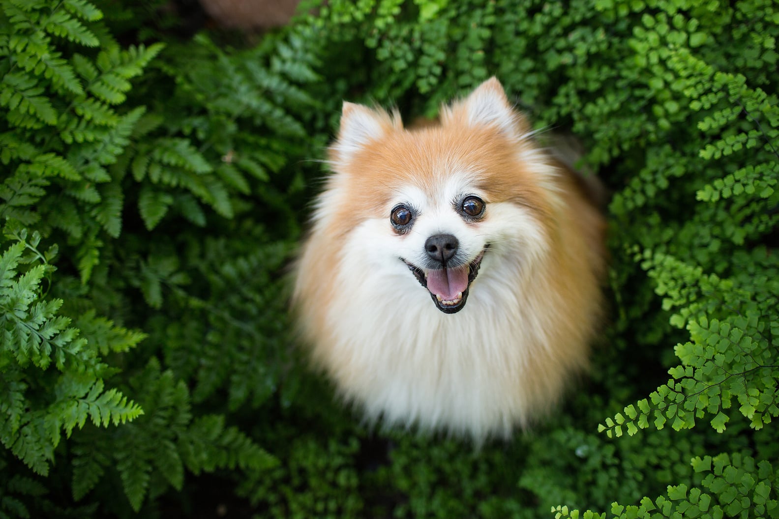 Cute Pomeranian Pictures | PS Pets
