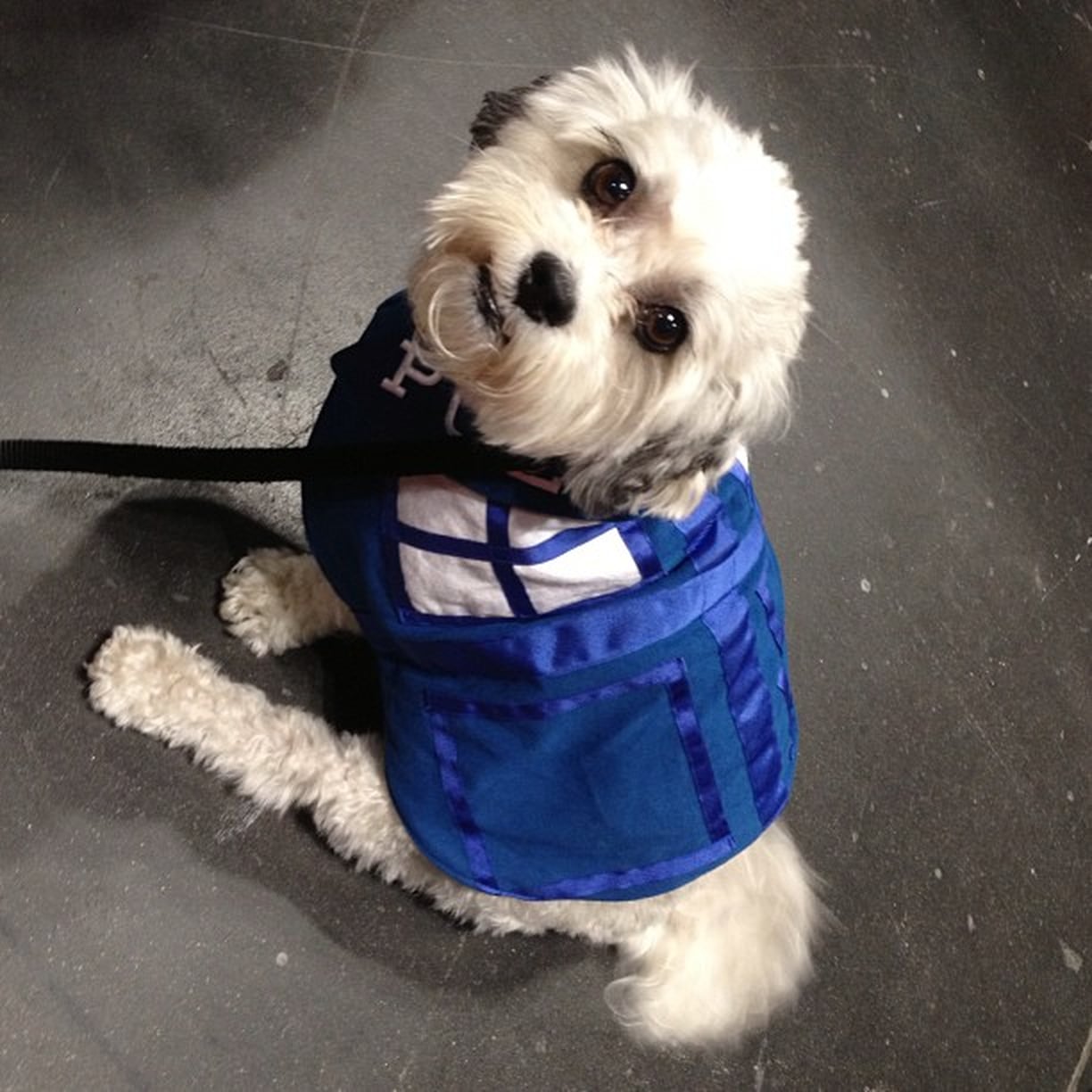 Creative Dog Costumes | PS Tech