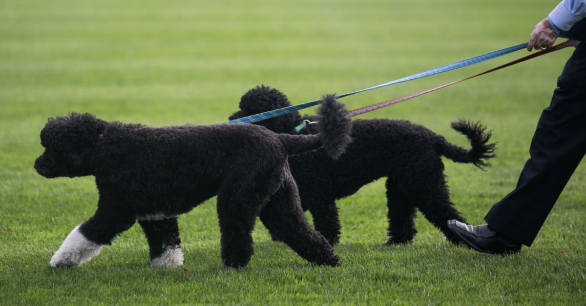 Presidents' Pets | POPSUGAR Pets