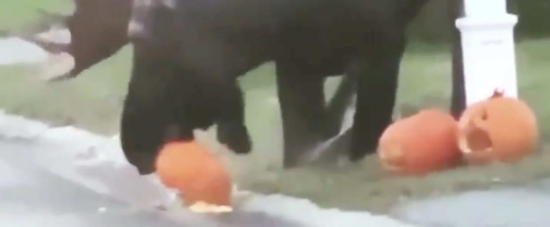 Viral Video of a Moose Eating Halloween Pumpkins | POPSUGAR Pets