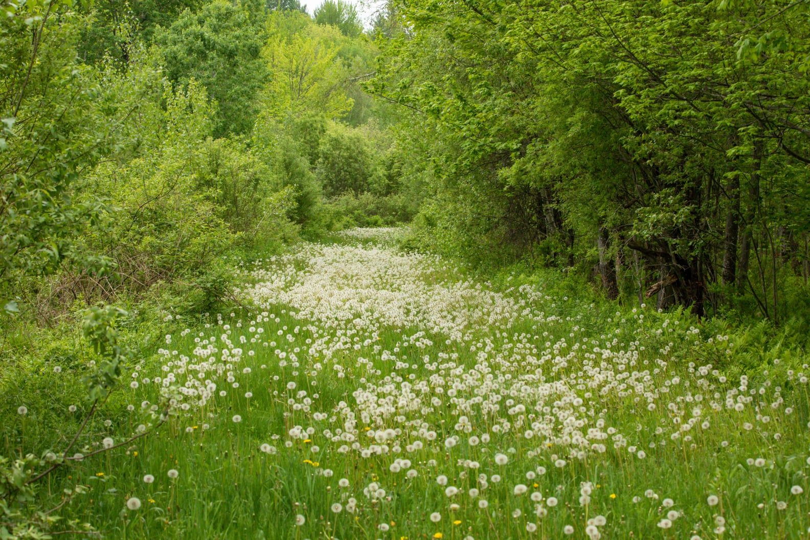 How to Get Involved in Super Bloom | PS Smart Living