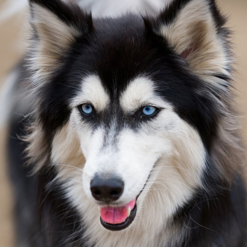 Celebrity Animal Doppelgangers | PS Pets