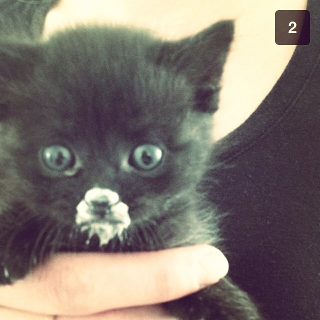 Snapcat Pictures | PS Tech