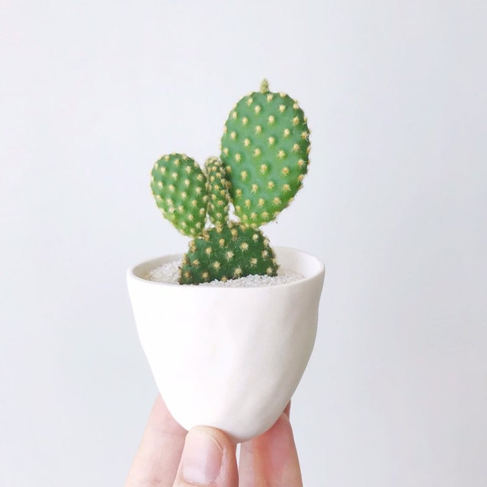 Cute Micro Succulents You Can Buy on Etsy | PS Home