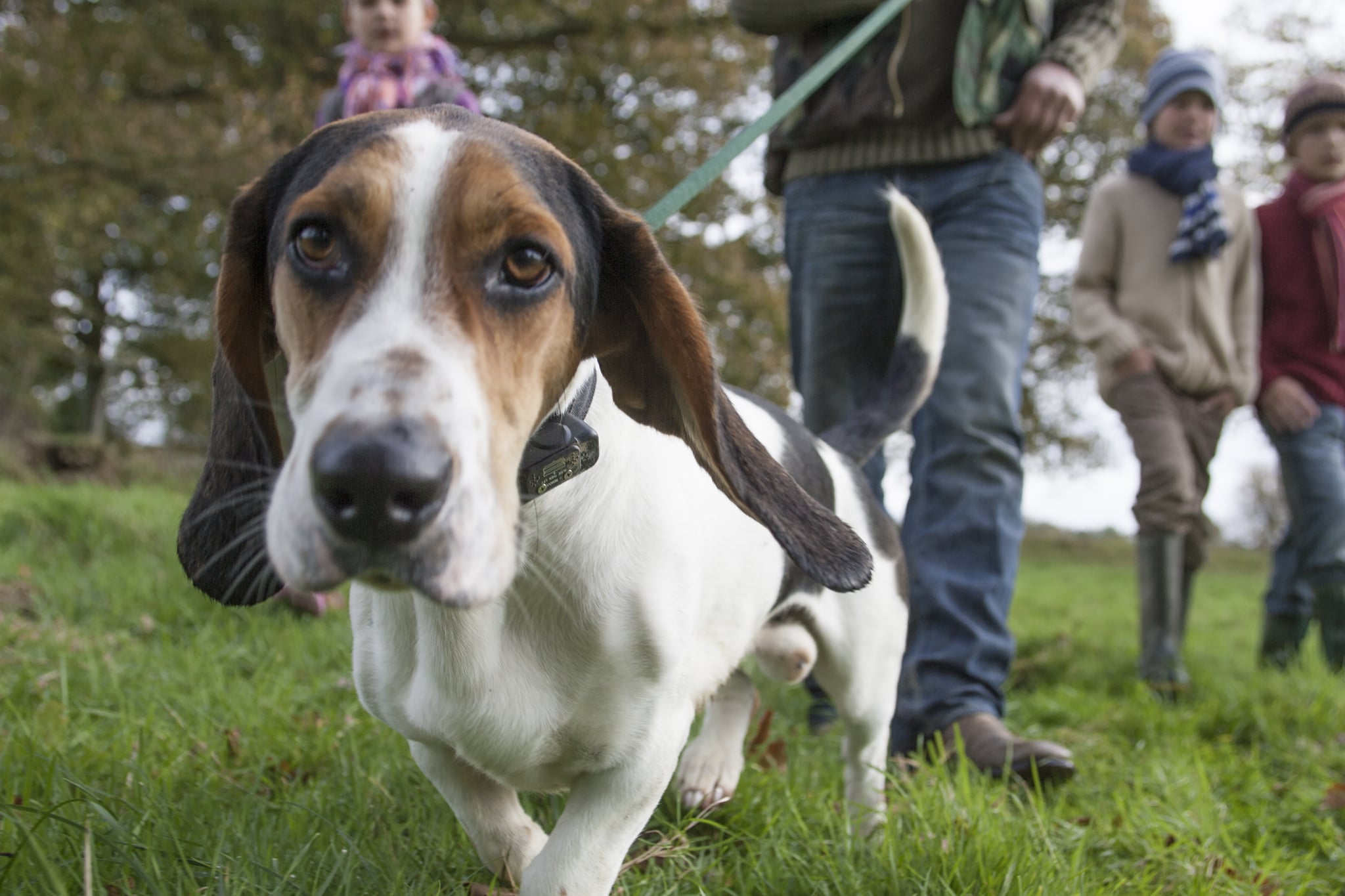 Basset Bloodhound Mix