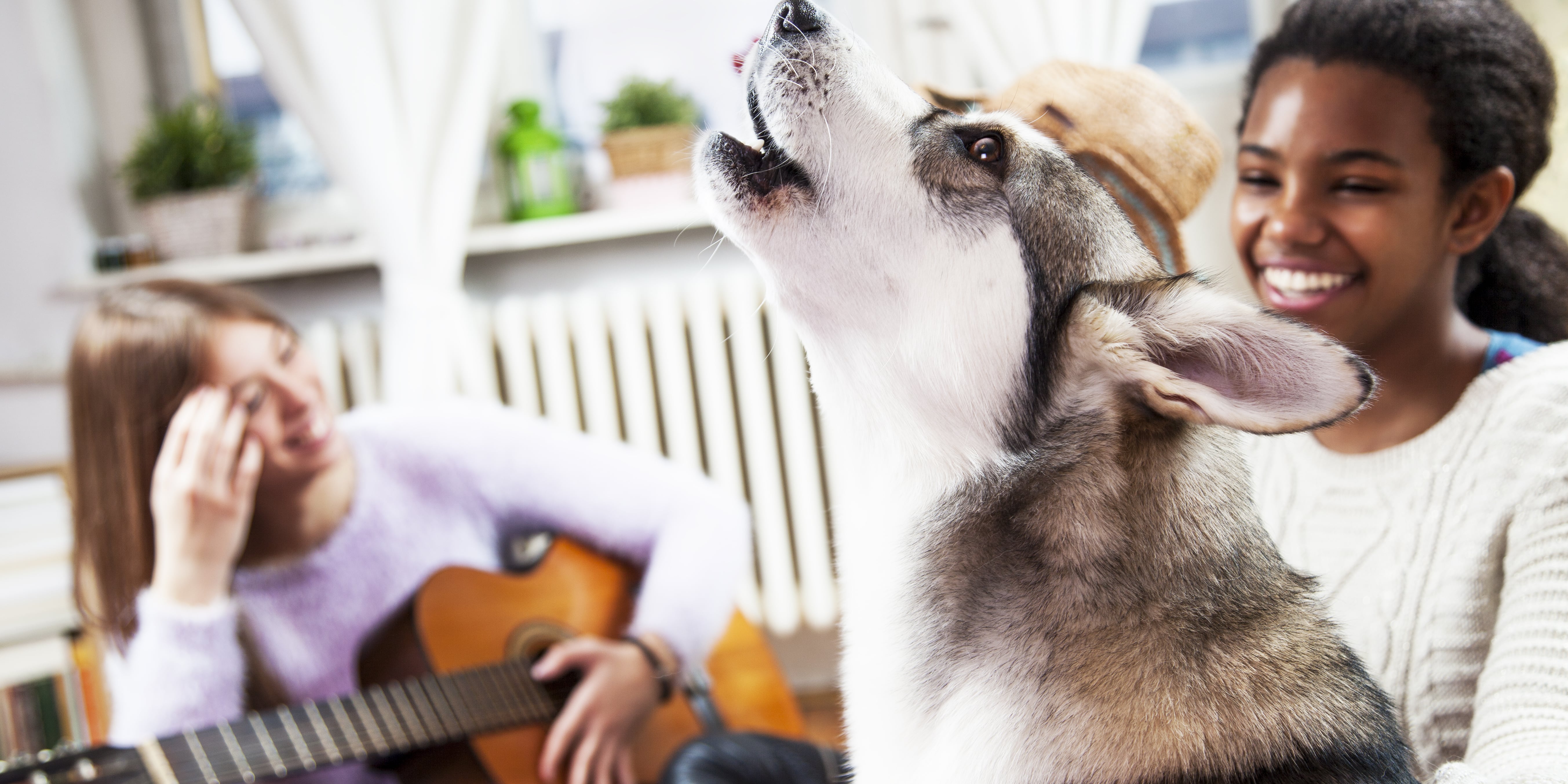 Why Do Dogs Sing? 2 Vets Explain | PS Pets