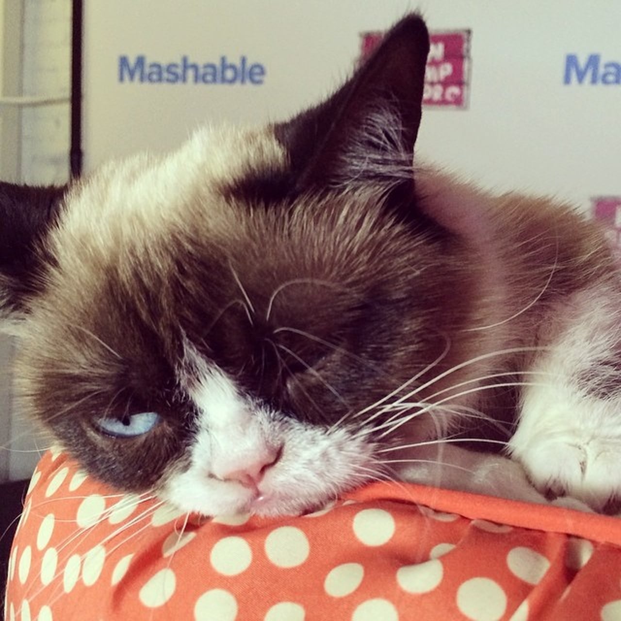 Grumpy Cat Meme Generator | PS Tech