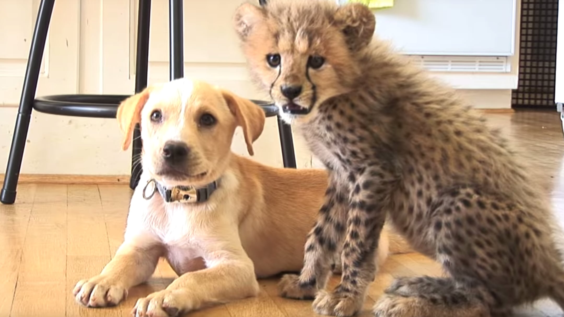 Dog and Cheetah Best Friends | Video | PS Pets