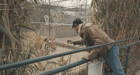 Tiger King GIFs | PS Entertainment