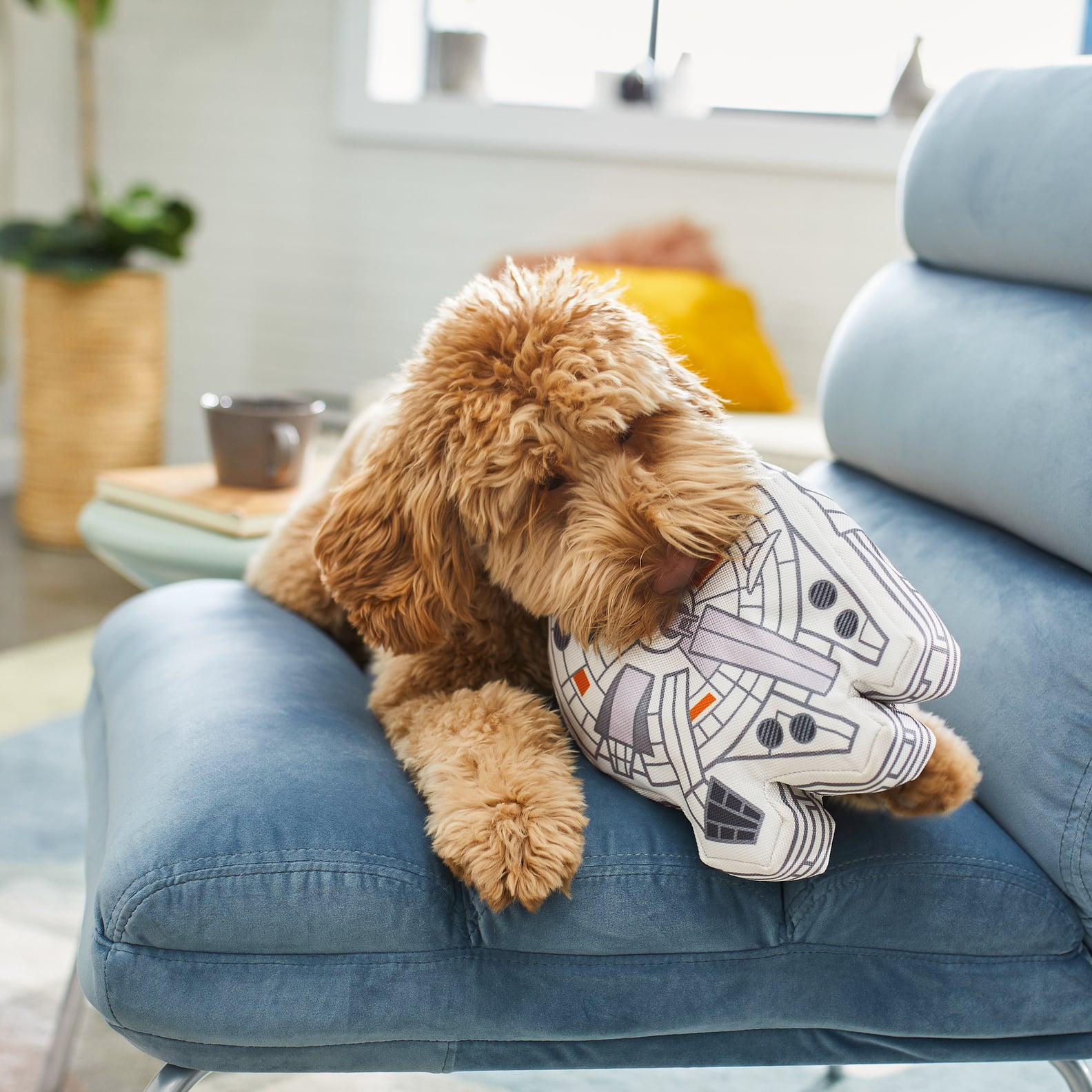 Chewy Disney, Pixar, Marvel, Star Wars Pet Products | PS Pets