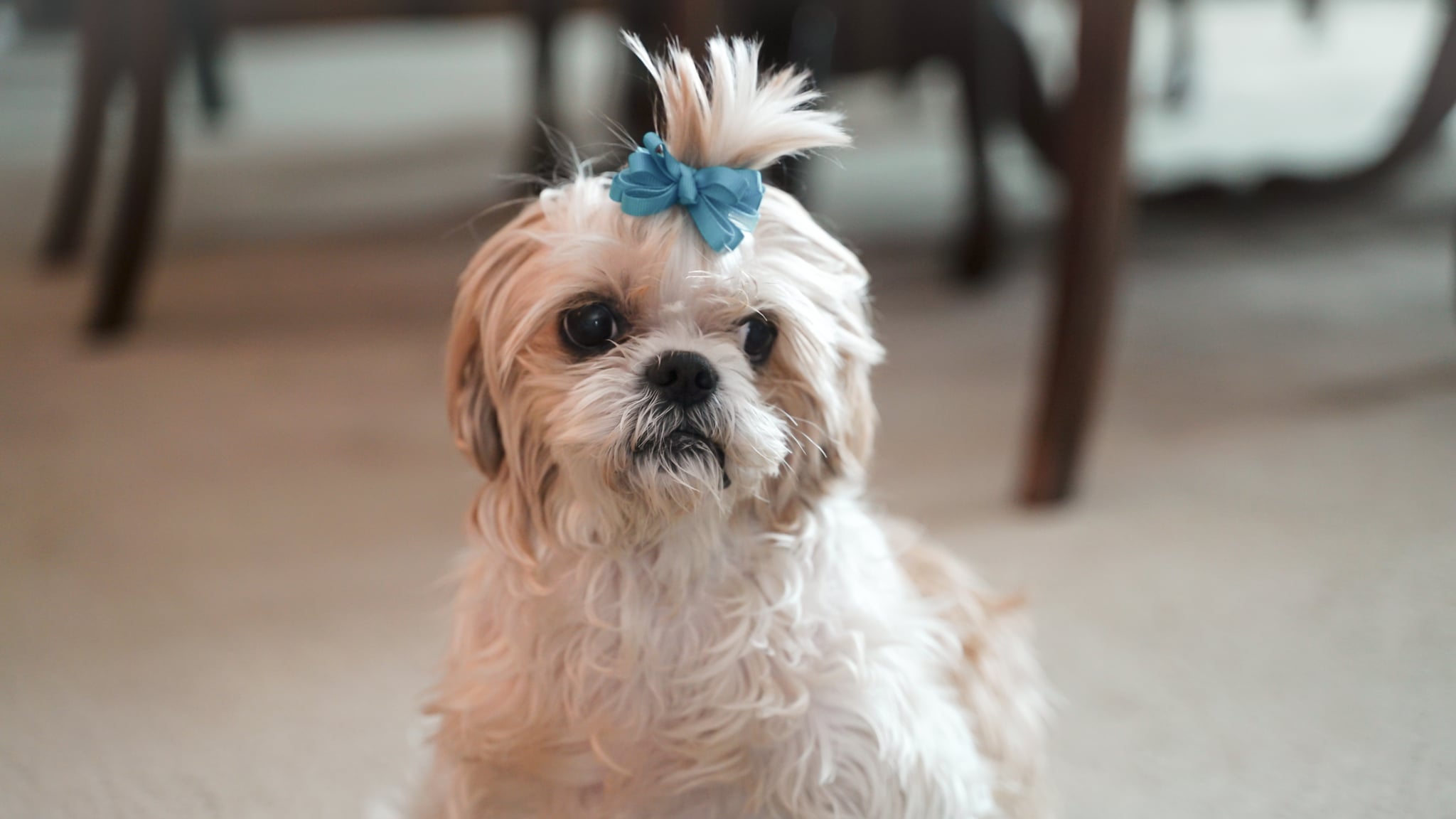 What Does My Dog s Tail Wagging Mean POPSUGAR Pets