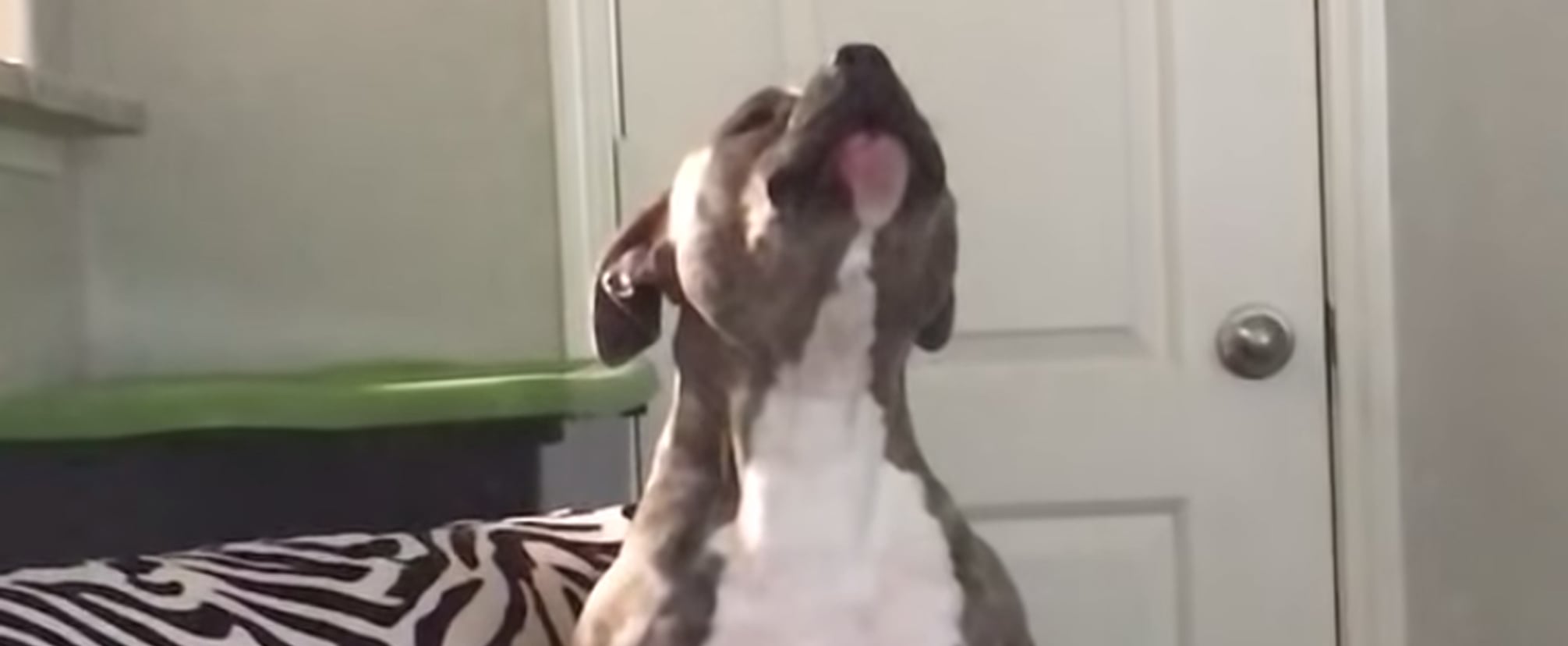 Video of Tank the American Bully Singing Country Music | PS Family