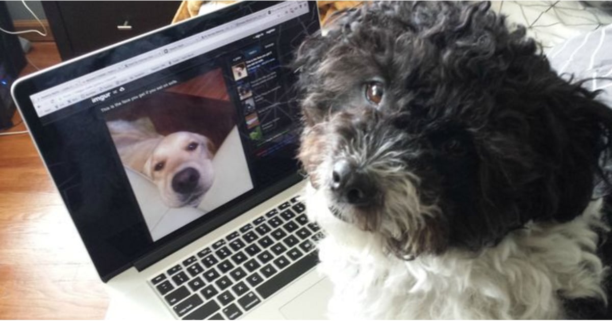 Imgur For Pets April Fools' Day Prank | POPSUGAR Pets