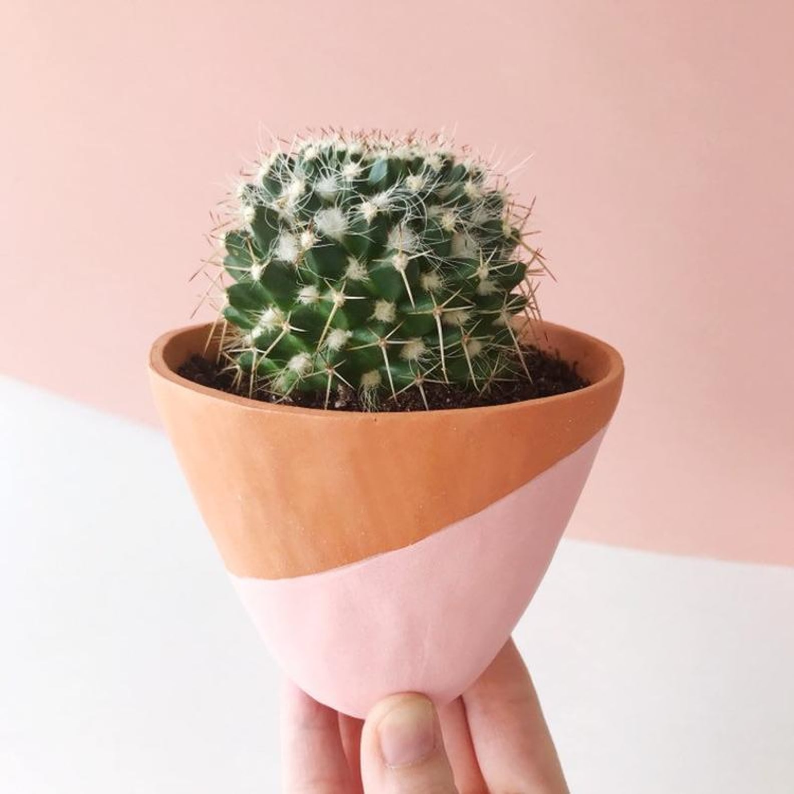 Cute Micro Succulents You Can Buy on Etsy | PS Home