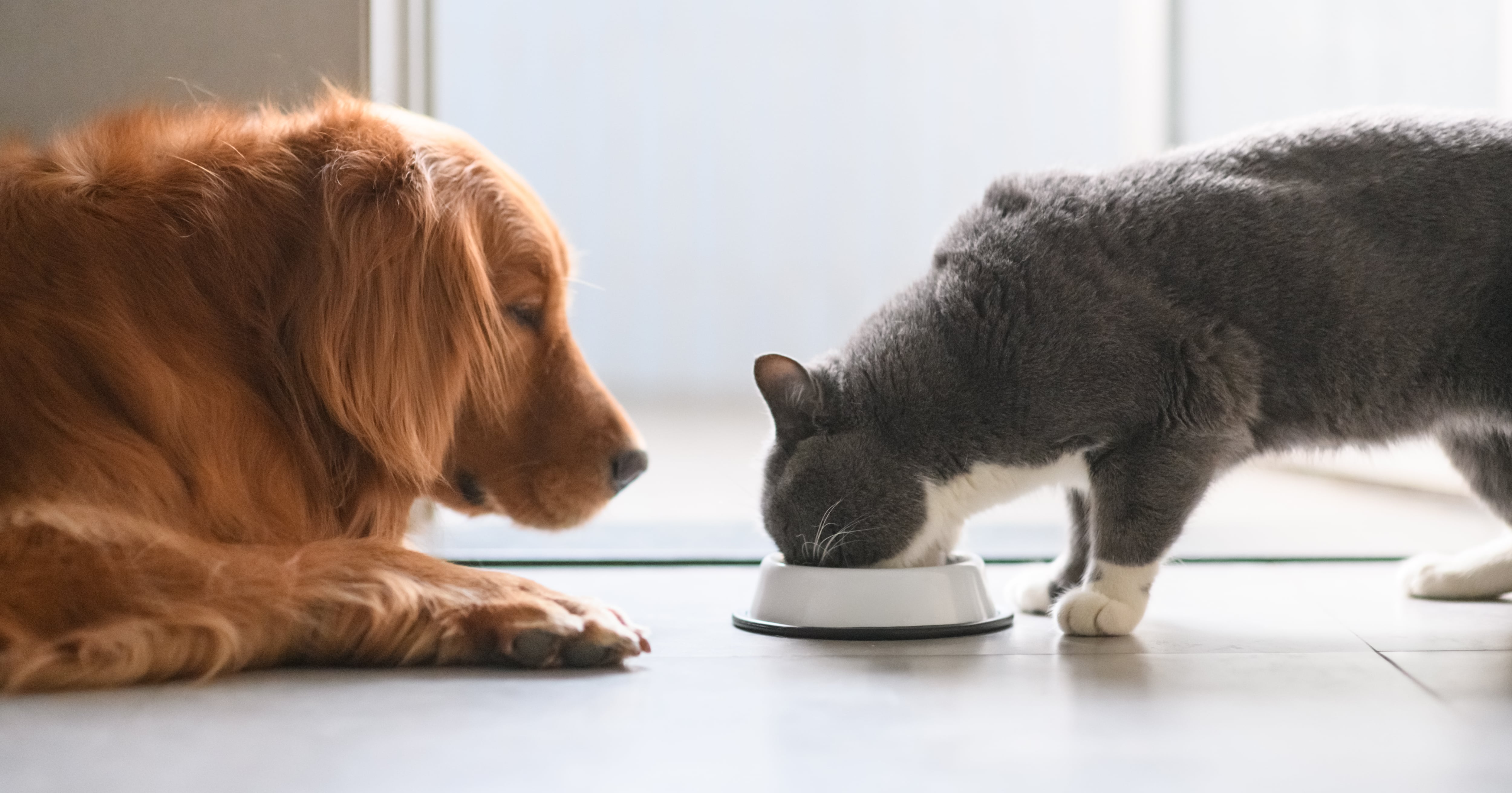 How Often to Wash Your Dog or Cat's Bowls | PS Pets