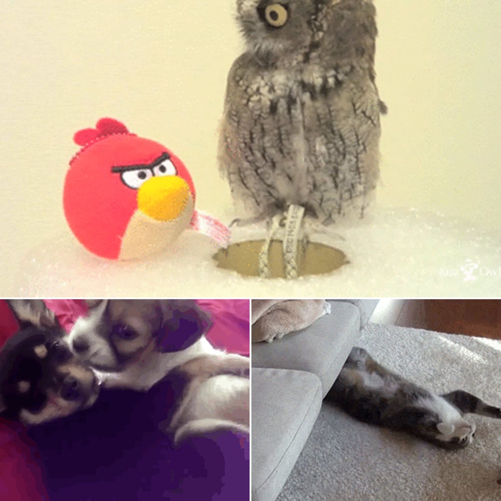 Best Animal GIFs of 2014 | POPSUGAR Pets