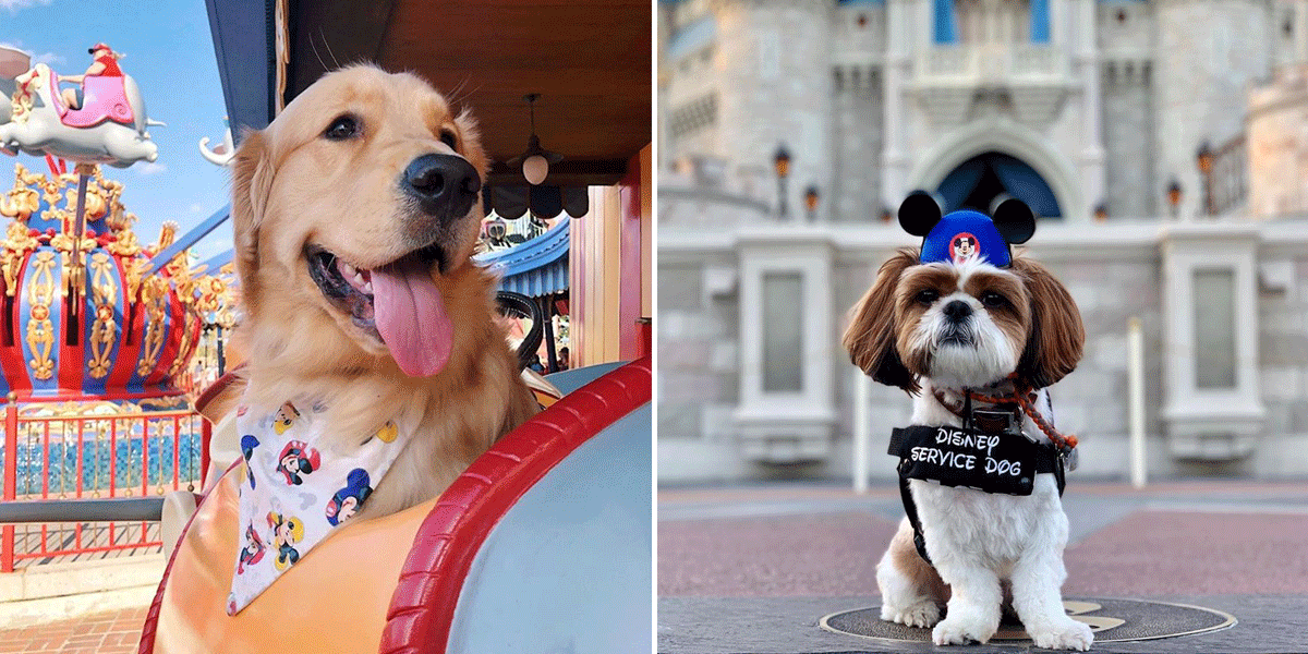 Cute Photos of Service Dogs at Disney Parks | POPSUGAR Pets